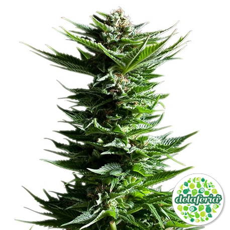 Shining Silver Haze – DLF Distribucion