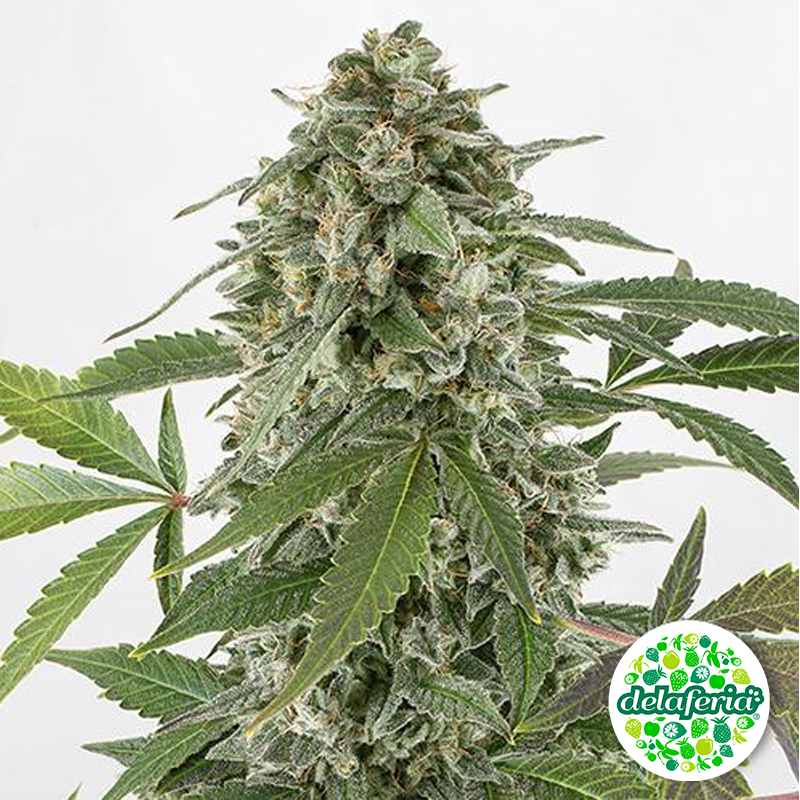White Widow Regular No Feminizada – DLF Distribucion