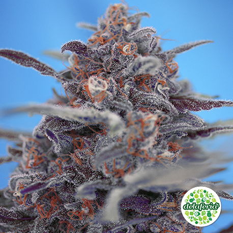 Auto Devil Cream – DLF Distribucion