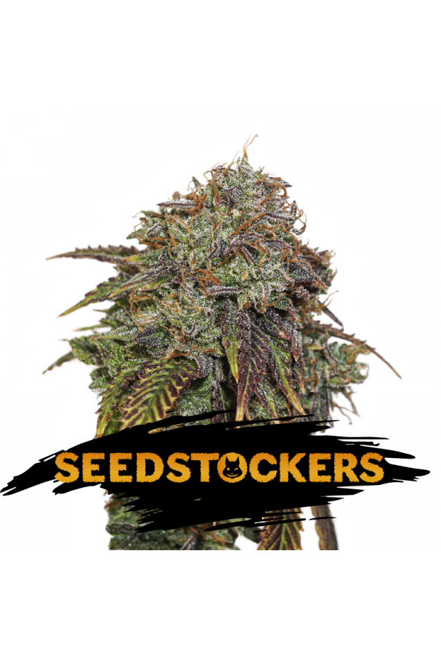 Gelato 41 Auto – DLF Distribucion